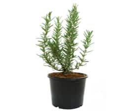 ROSEMARY - PLANTED POT - Mgarr Farms