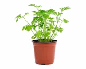PARSLEY - PLANTED POT - Mgarr Farms