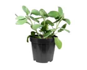 SAGE - PLANTED POT - Mgarr Farms