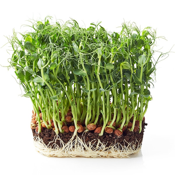 PEA SHOOTS - Mgarr Farms