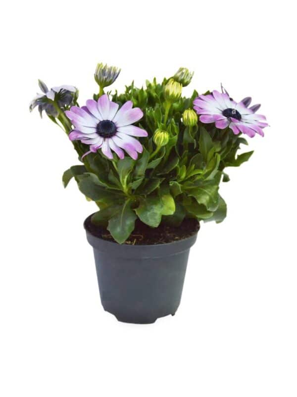 FLOWER - AFRICAN DAISIES PLANT - Mgarr Farms