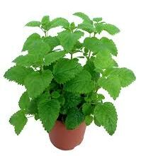 FLOWER - LEMON BALM PLANT - Mgarr Farms